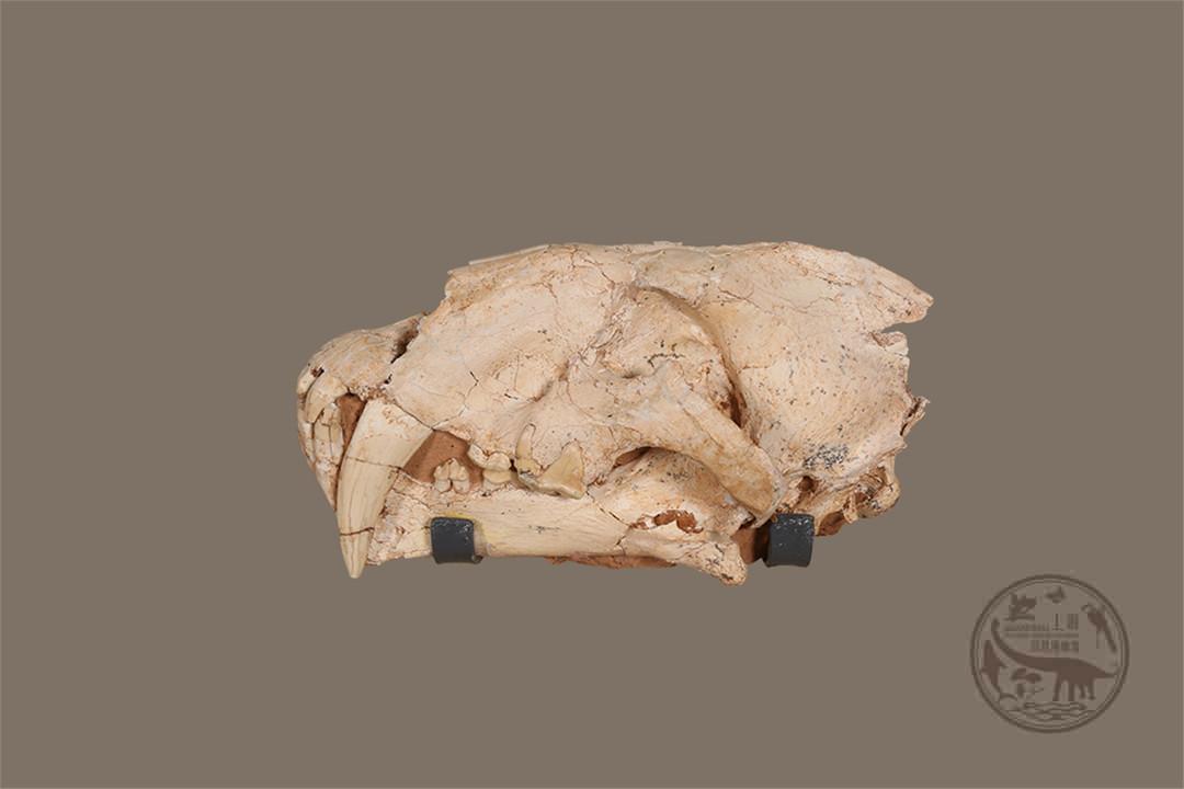 巨型短剑剑齿虎（头骨）